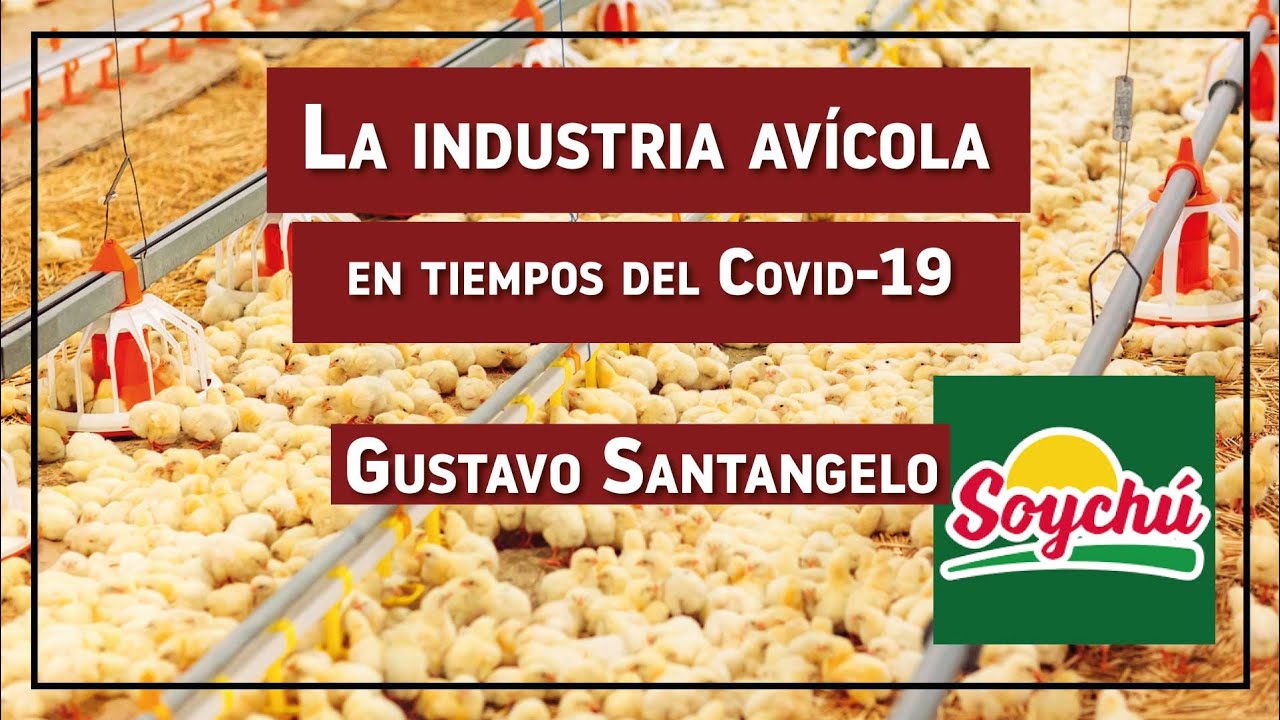 La industria avícola en tiempos del Covid-19 EP 4: Frigorífico de aves ...
