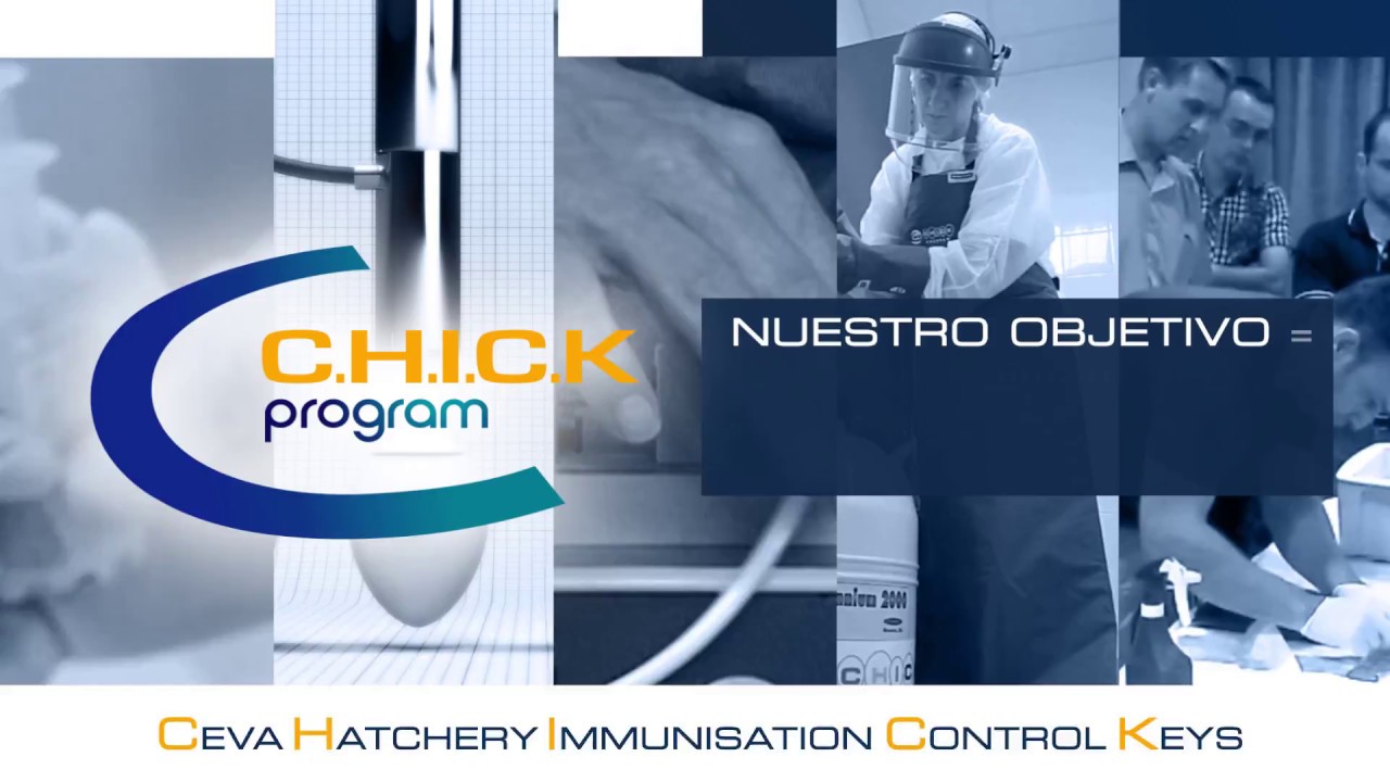 CEVA ¿Qué es el C.H.I.C.K Program y cómo se aplica? - Cátedra Avícola