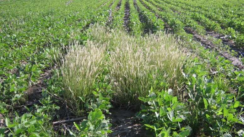 Malezas: hacia un mayor control y una eficaz erradicación - Cátedra Avícola