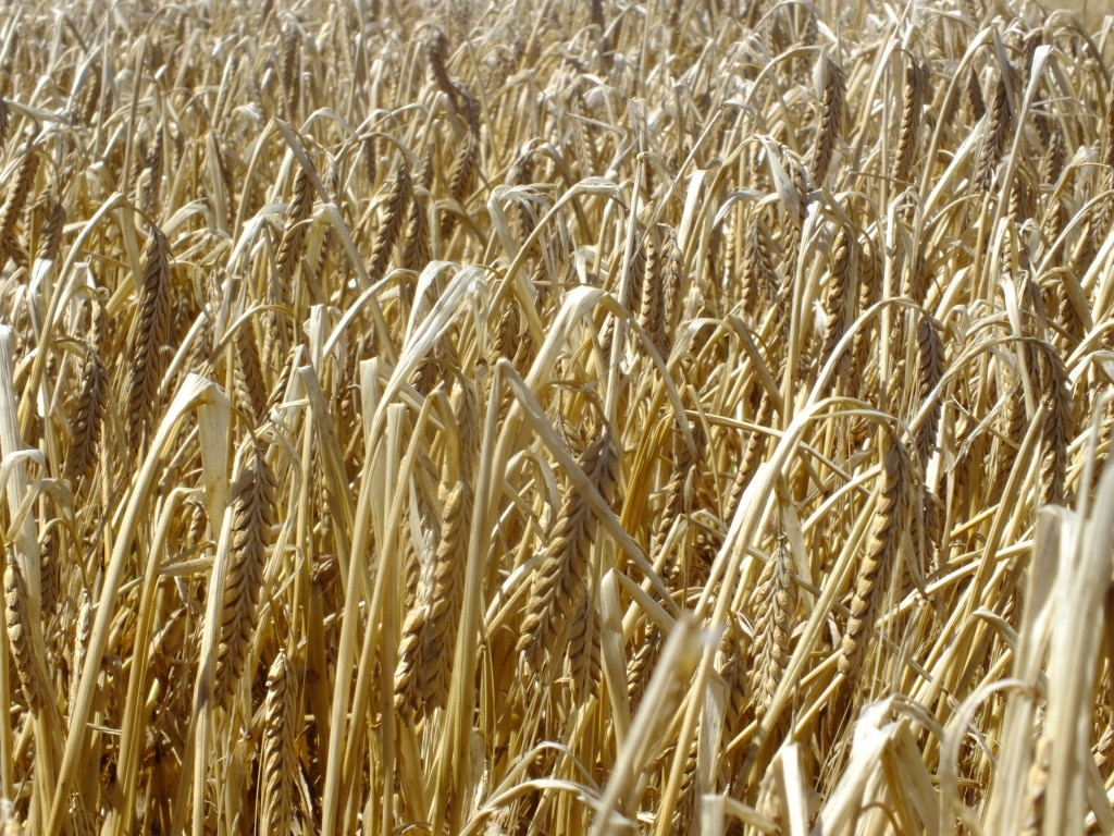 La cebada mantiene el optimismo exportador y de producción - Cátedra ...