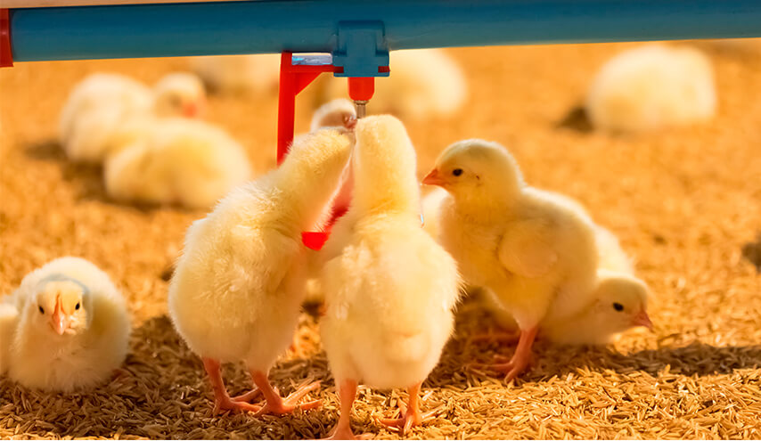 La importancia en la calidad de la pollita bb - Cátedra Avícola