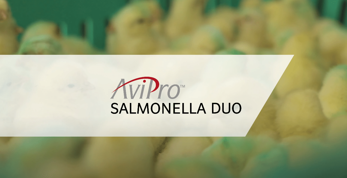 AviPro Salmonella DUO - Cátedra Avícola