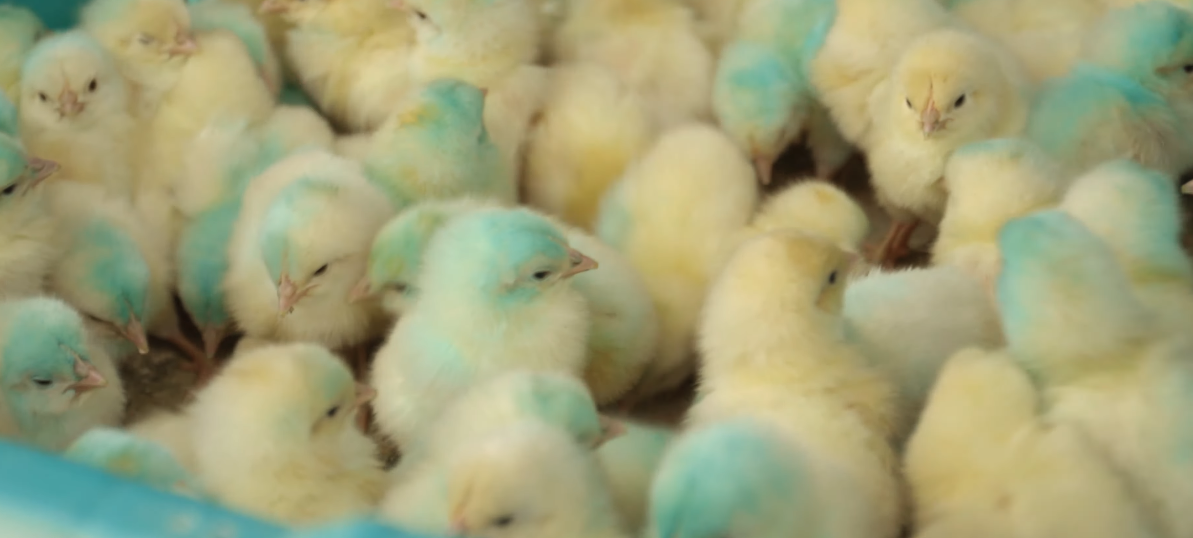 Plan Vacunal AviPro Salmonella DUO - Cátedra Avícola